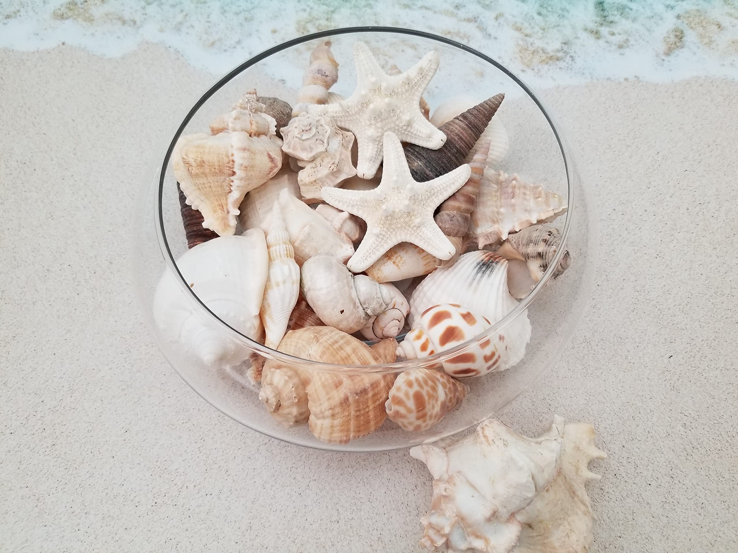 Tumbler Home Medium Sized Shells in a Delightful Mix of Whites, Tans and Pinks | 1 Pound | Perfect for Crafts, Beach Home Decor, Weddings, Vase Filler and Classrooms