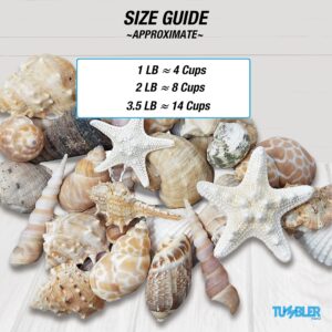 Tumbler Home Medium Sized Shells in a Delightful Mix of Whites, Tans and Pinks | 1 Pound | Perfect for Crafts, Beach Home Decor, Weddings, Vase Filler and Classrooms