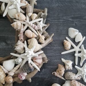 Tumbler Home Medium Sized Shells in a Delightful Mix of Whites, Tans and Pinks | 1 Pound | Perfect for Crafts, Beach Home Decor, Weddings, Vase Filler and Classrooms