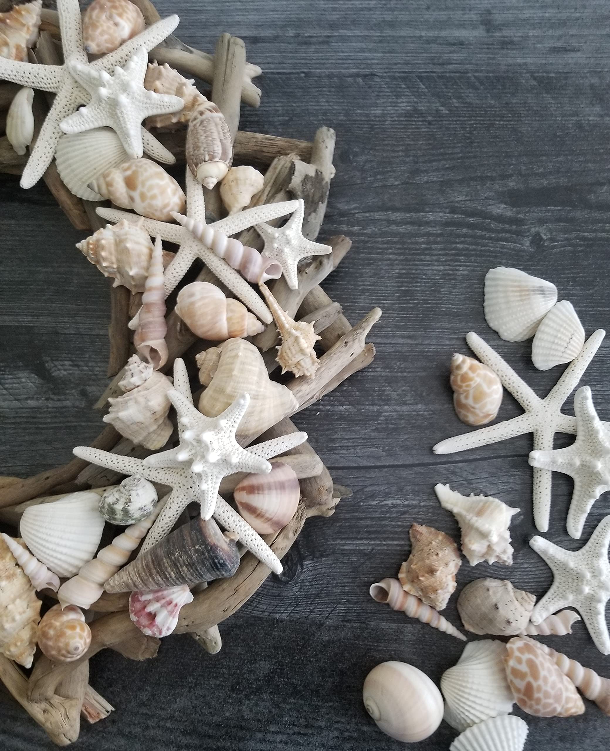 Tumbler Home Medium Sized Shells in a Delightful Mix of Whites, Tans and Pinks | 1 Pound | Perfect for Crafts, Beach Home Decor, Weddings, Vase Filler and Classrooms