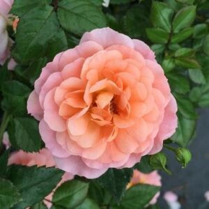 PERFECT PLANTS Apricot Drift Rose Live Plant, 3 Gallon, Includes Care Guide