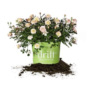 PERFECT PLANTS Apricot Drift Rose Live Plant, 3 Gallon, Includes Care Guide