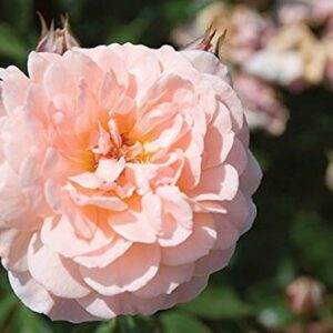 PERFECT PLANTS Apricot Drift Rose Live Plant, 3 Gallon, Includes Care Guide