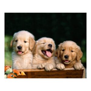 lab puppy triplets - animal wall decor, adorable wall art photo print is perfect addition to your home, office, nursery & kids room decor. great gift for dog & cuteness lovers! unframed - 10x8