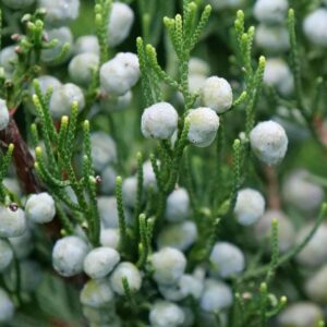 gin fizz® juniper - juniperus chinensis - proven winners - 4" pot