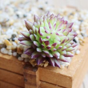 FABSELLER 12pcs Artificial Succulent Plants Mixed Fake Unpotted Succulents Faux Flowers for DIY Wall Home Indoor Garden Decoration (Red/Purple, Random Send)