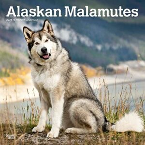 alaskan malamutes | 2024 12 x 24 inch monthly square wall calendar | browntrout | animals dog breeds