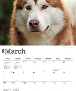 Alaskan Malamutes | 2024 12 x 24 Inch Monthly Square Wall Calendar | BrownTrout | Animals Dog Breeds