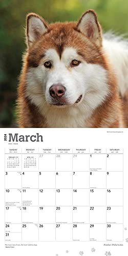 Alaskan Malamutes | 2024 12 x 24 Inch Monthly Square Wall Calendar | BrownTrout | Animals Dog Breeds