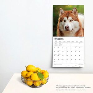 Alaskan Malamutes | 2024 12 x 24 Inch Monthly Square Wall Calendar | BrownTrout | Animals Dog Breeds