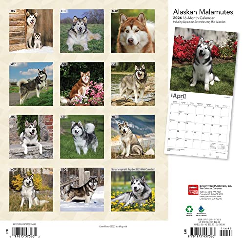 Alaskan Malamutes | 2024 12 x 24 Inch Monthly Square Wall Calendar | BrownTrout | Animals Dog Breeds