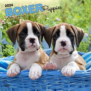 boxer puppies | 2024 12 x 24 inch monthly square wall calendar | browntrout | animals dog breeds puppy