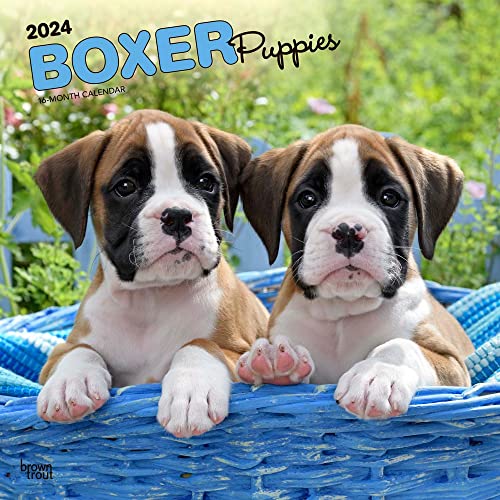 Boxer Puppies | 2024 12 x 24 Inch Monthly Square Wall Calendar | BrownTrout | Animals Dog Breeds Puppy