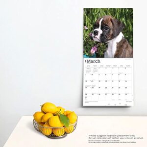 Boxer Puppies | 2024 12 x 24 Inch Monthly Square Wall Calendar | BrownTrout | Animals Dog Breeds Puppy