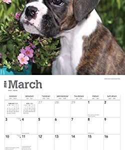 Boxer Puppies | 2024 12 x 24 Inch Monthly Square Wall Calendar | BrownTrout | Animals Dog Breeds Puppy