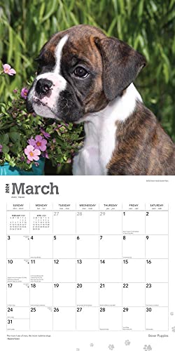 Boxer Puppies | 2024 12 x 24 Inch Monthly Square Wall Calendar | BrownTrout | Animals Dog Breeds Puppy