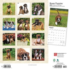 Boxer Puppies | 2024 12 x 24 Inch Monthly Square Wall Calendar | BrownTrout | Animals Dog Breeds Puppy