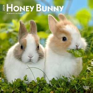 honey bunny | 2024 12 x 24 inch monthly square wall calendar | browntrout | domestic small cute animals