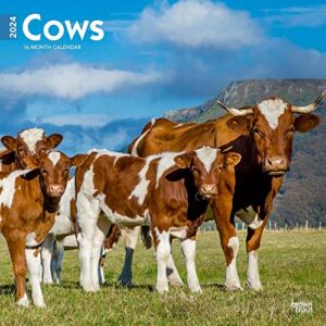 cows | 2024 12 x 24 inch monthly square wall calendar | browntrout | domestic farm animals