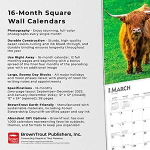 Cows | 2024 12 x 24 Inch Monthly Square Wall Calendar | BrownTrout | Domestic Farm Animals