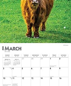 Cows | 2024 12 x 24 Inch Monthly Square Wall Calendar | BrownTrout | Domestic Farm Animals