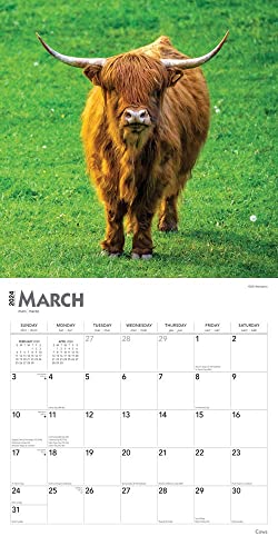 Cows | 2024 12 x 24 Inch Monthly Square Wall Calendar | BrownTrout | Domestic Farm Animals