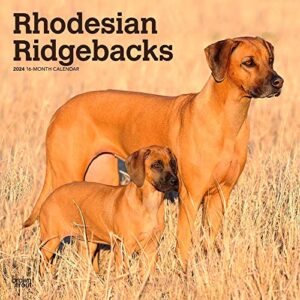 rhodesian ridgebacks | 2024 12 x 24 inch monthly square wall calendar | browntrout | animals dog breeds