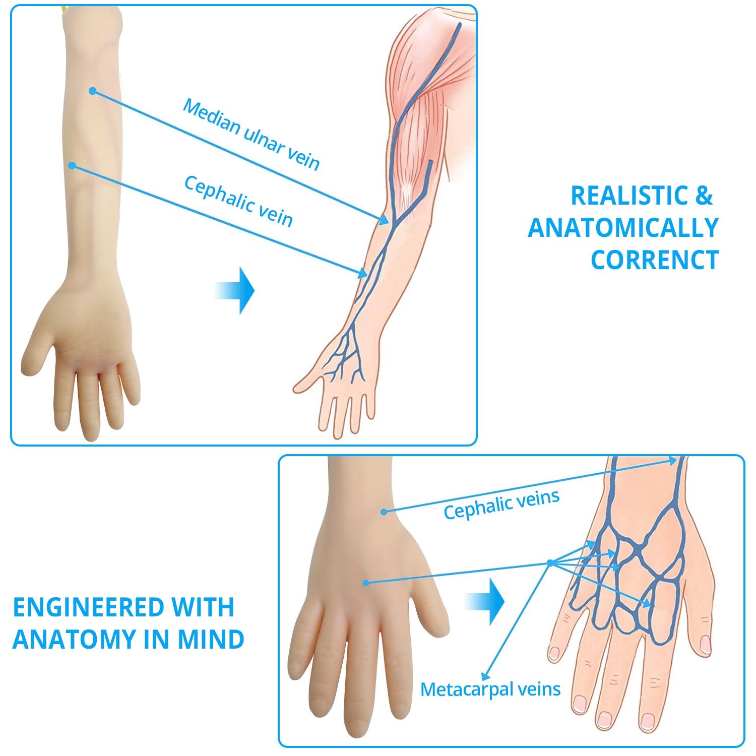 WELLiSH IV Practice Arm Infusion Model, Venipuncture Training Model Phlebotomy Practice Kit Injection Blood Drawing Model