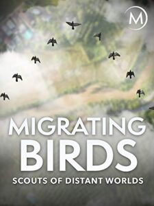 migrating birds: scouts of distant worlds