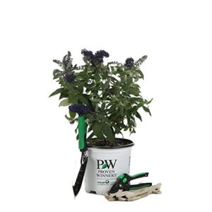 Pugster Blue Butterfly Bush (Buddleia) Live Shrub, Blue Flowers, 1 Gallon