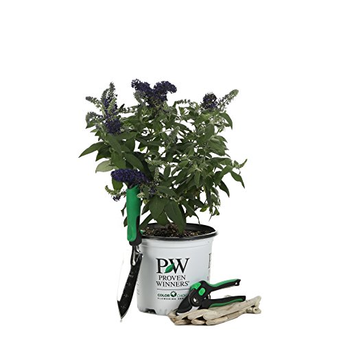 Pugster Blue Butterfly Bush (Buddleia) Live Shrub, Blue Flowers, 1 Gallon