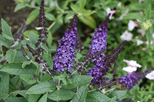 Pugster Blue Butterfly Bush (Buddleia) Live Shrub, Blue Flowers, 1 Gallon