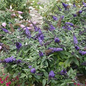 Pugster Blue Butterfly Bush (Buddleia) Live Shrub, Blue Flowers, 1 Gallon