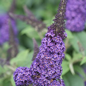 Pugster Blue Butterfly Bush (Buddleia) Live Shrub, Blue Flowers, 1 Gallon