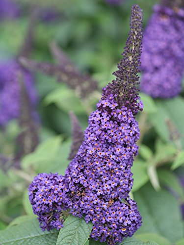 Pugster Blue Butterfly Bush (Buddleia) Live Shrub, Blue Flowers, 1 Gallon