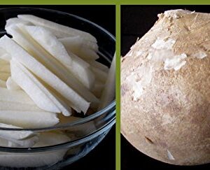 True Jicama Seeds,Pachyrhizus erosus a.K.a,Climbing Yam Bean, Mexican Turnip(40 Seeds)