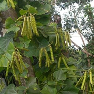 True Jicama Seeds,Pachyrhizus erosus a.K.a,Climbing Yam Bean, Mexican Turnip(40 Seeds)