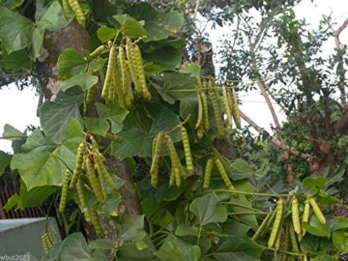 True Jicama Seeds,Pachyrhizus erosus a.K.a,Climbing Yam Bean, Mexican Turnip(40 Seeds)