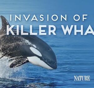 Invasion of the Killer Whales