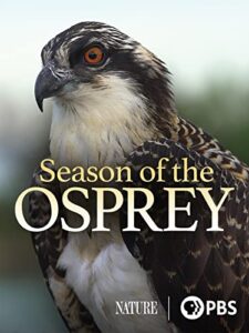 season of the osprey