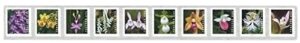 usps wild orchids flowers forever stamps postal first class us postage stamps birthday wedding celebration engagement anniversary bridal shower (strip of 10)