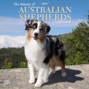 the beauty of australian shepherds | 2024 12 x 24 inch monthly square wall calendar | sticker sheet | stargifts | animals dog breeds