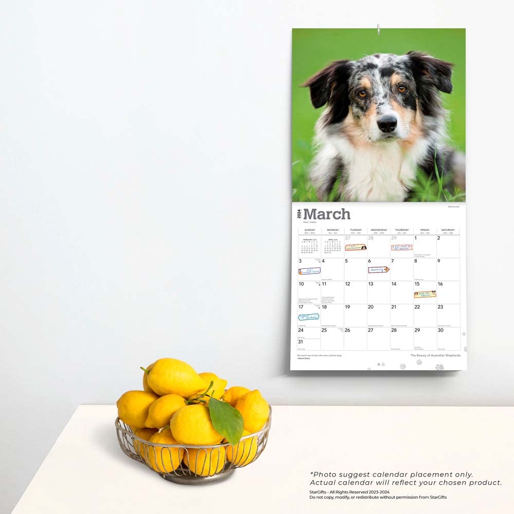 The Beauty of Australian Shepherds | 2024 12 x 24 Inch Monthly Square Wall Calendar | Sticker Sheet | StarGifts | Animals Dog Breeds