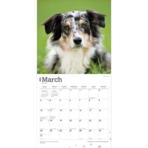 The Beauty of Australian Shepherds | 2024 12 x 24 Inch Monthly Square Wall Calendar | Sticker Sheet | StarGifts | Animals Dog Breeds