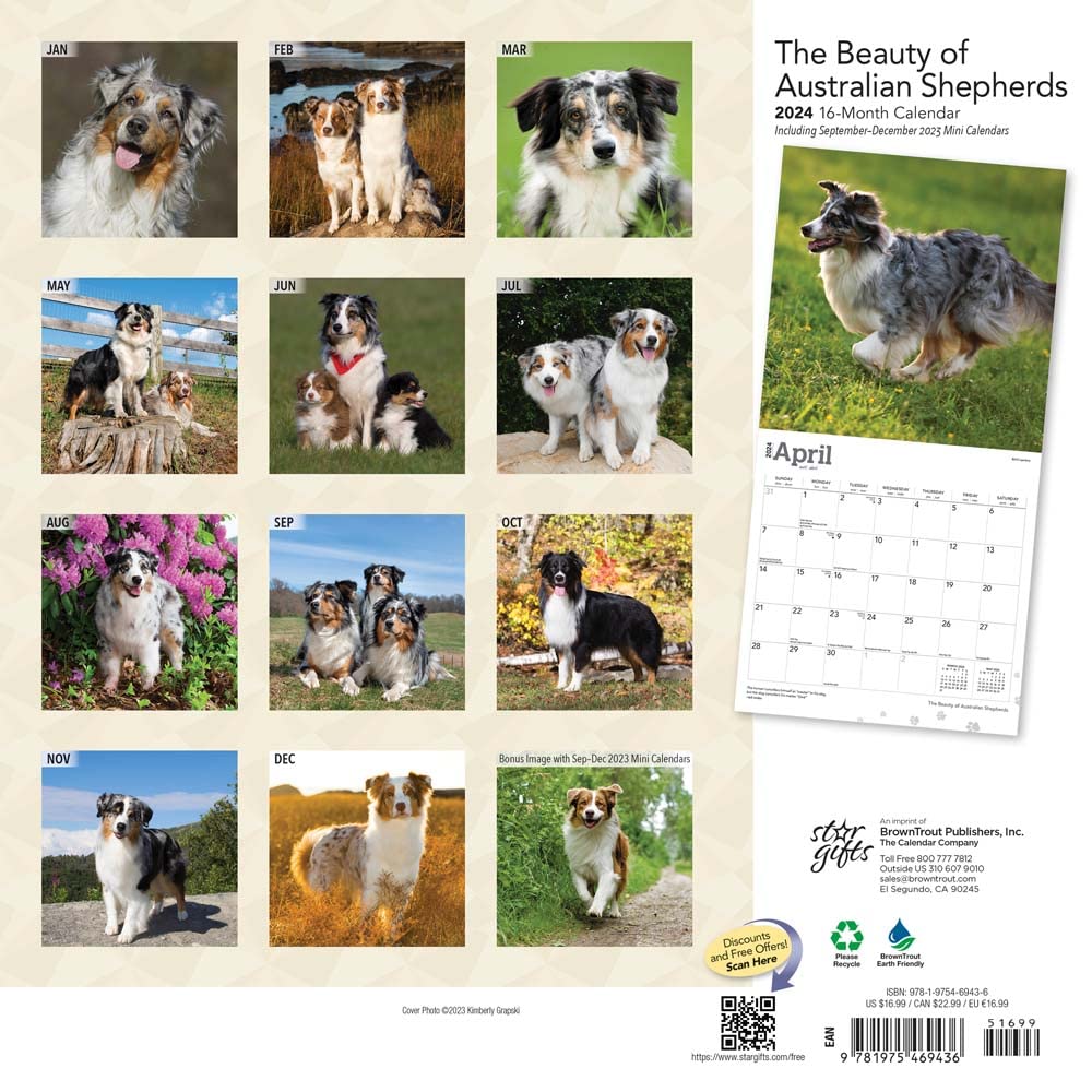 The Beauty of Australian Shepherds | 2024 12 x 24 Inch Monthly Square Wall Calendar | Sticker Sheet | StarGifts | Animals Dog Breeds