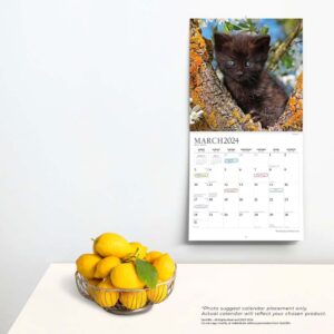 The Beauty of Black Cats | 2024 12 x 24 Inch Monthly Square Wall Calendar | Sticker Sheet | StarGifts | Animals Kittens Feline