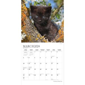 The Beauty of Black Cats | 2024 12 x 24 Inch Monthly Square Wall Calendar | Sticker Sheet | StarGifts | Animals Kittens Feline