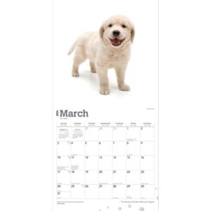 The Beauty of Golden Retriever Puppies | 2024 12 x 24 Inch Monthly Square Wall Calendar | Sticker Sheet | StarGifts | Animals Dog Breeds Puppy