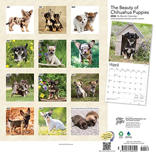 The Beauty of Chihuahua Puppies | 2024 12 x 24 Inch Monthly Square Wall Calendar | Sticker Sheet | StarGifts | Animals Small Dog Breeds