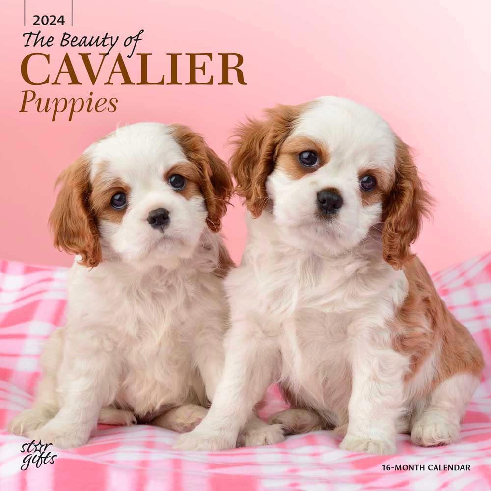 The Beauty of Cavalier King Charles Spaniel Puppies | 2024 12 x 24 Inch Monthly Square Wall Calendar | Sticker Sheet | StarGifts | Animals Dog Breeds Puppy